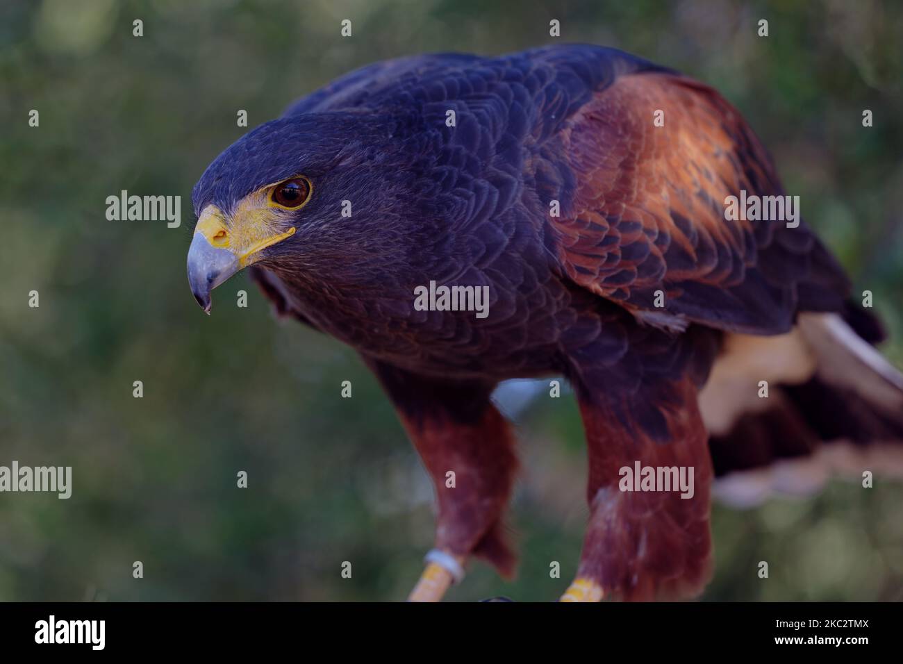 A portrait shot of Harris's hawk standing and looking sharp with blur ...