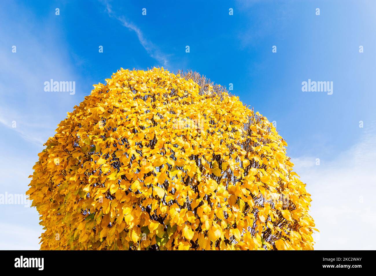 Beech tree in autumn colors in mostviertel hi-res stock photography and ...