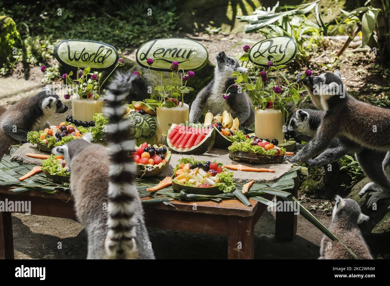 Awareness of madagascars endemic primate hi-res stock photography and ...