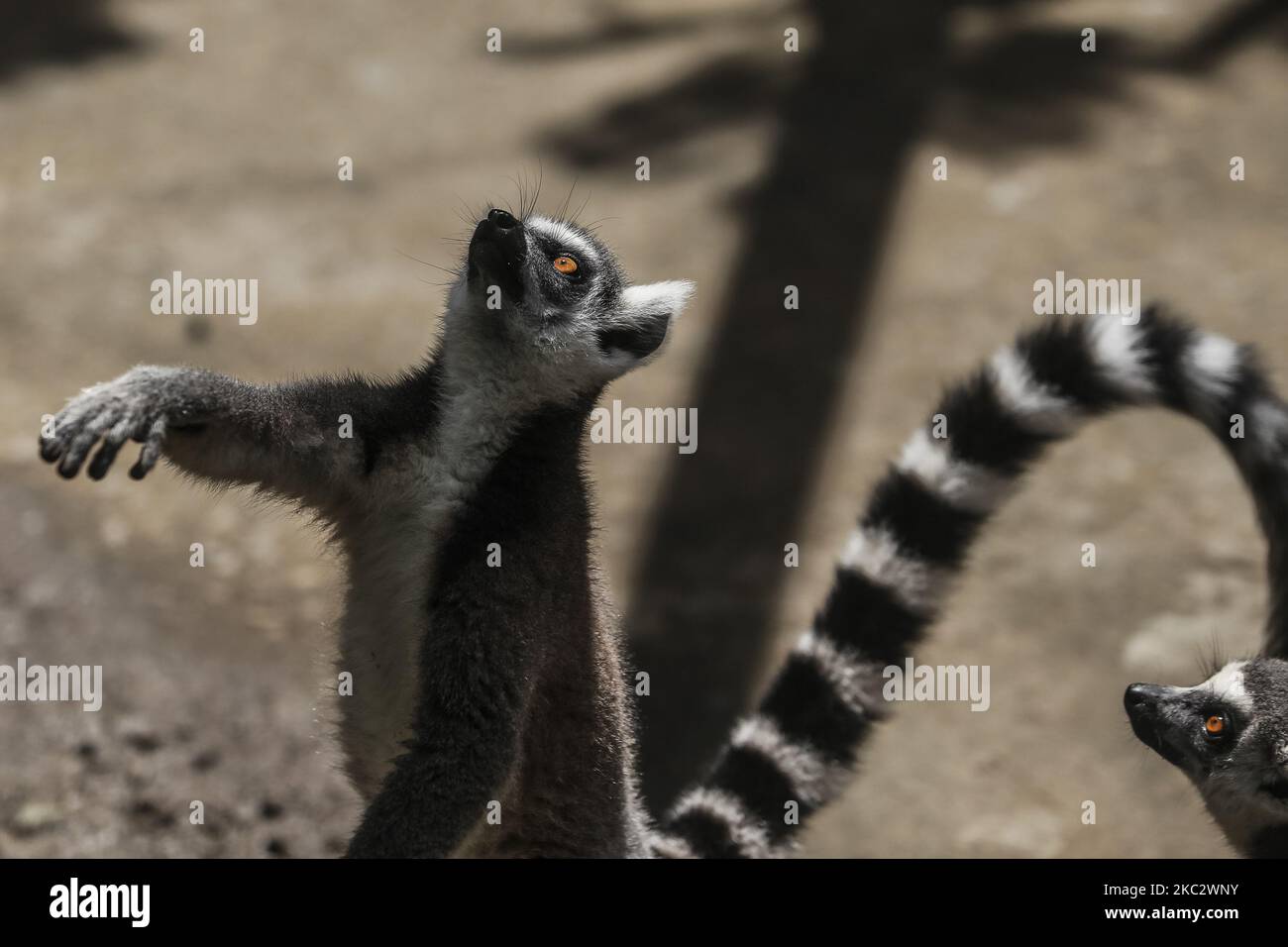 Awareness of madagascars endemic primate hi-res stock photography and ...