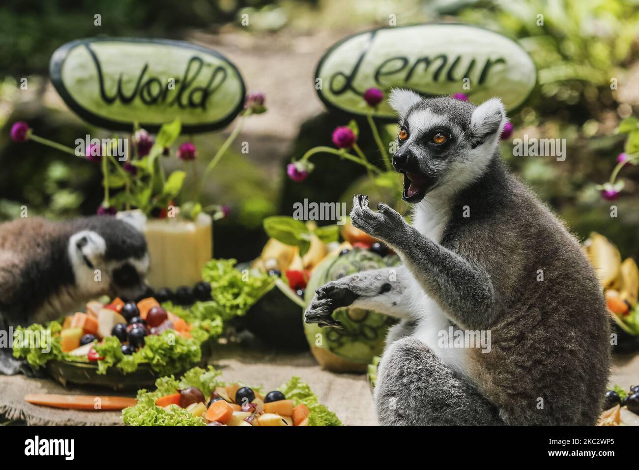 Awareness of madagascars endemic primate hi-res stock photography and ...