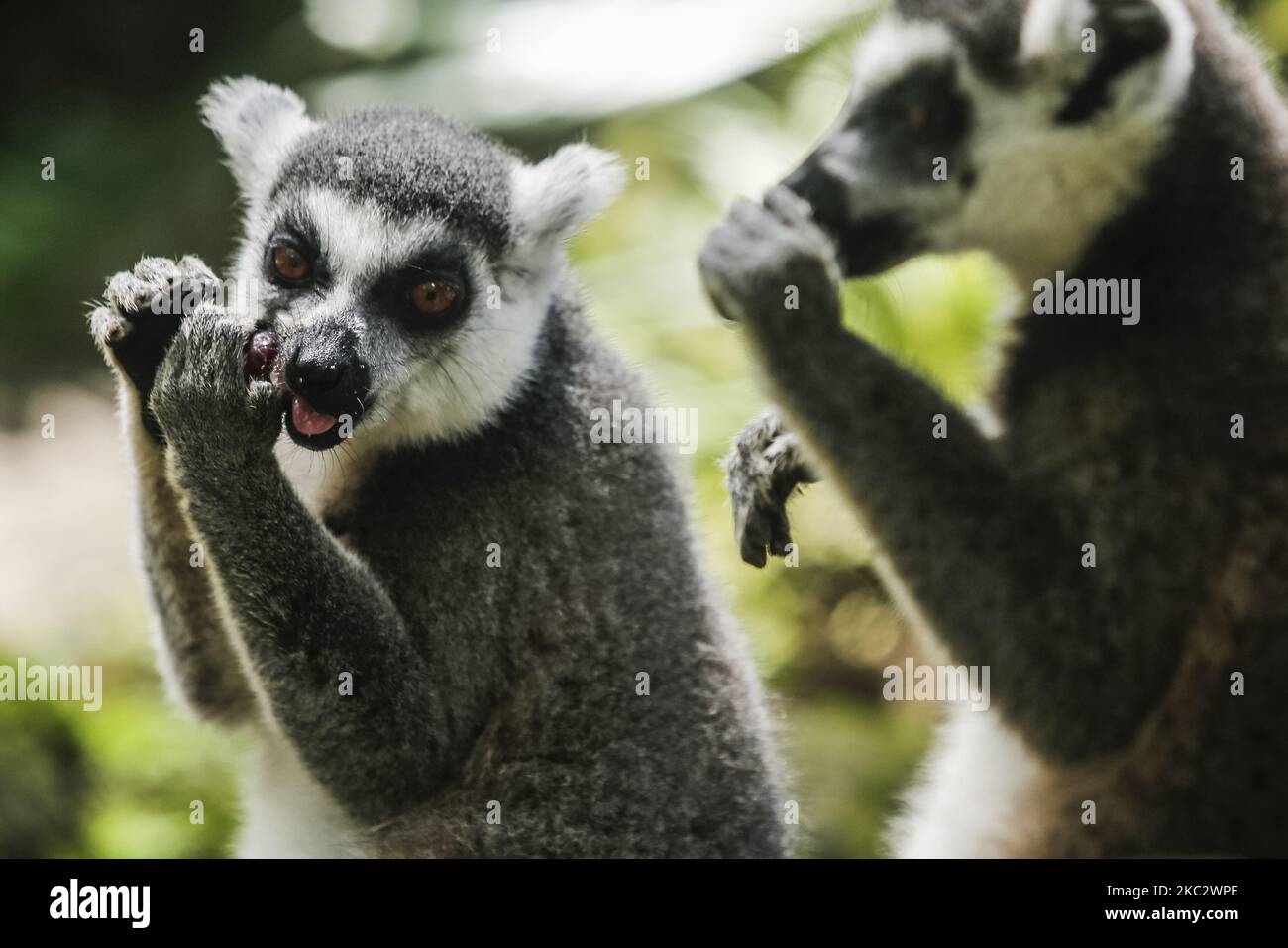 Awareness of madagascars endemic primate hi-res stock photography and ...