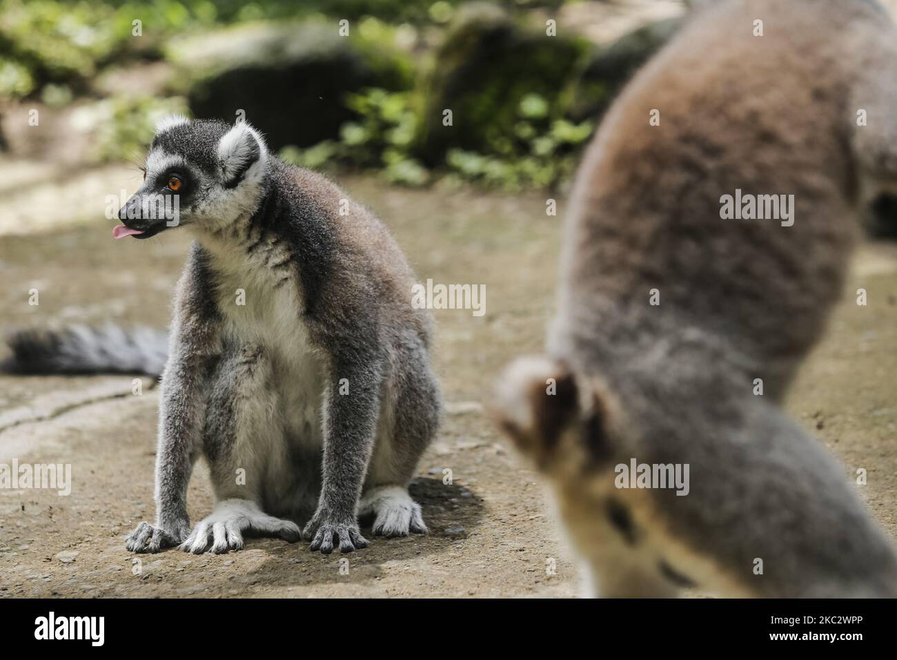 Awareness of madagascars endemic primate hi-res stock photography and ...