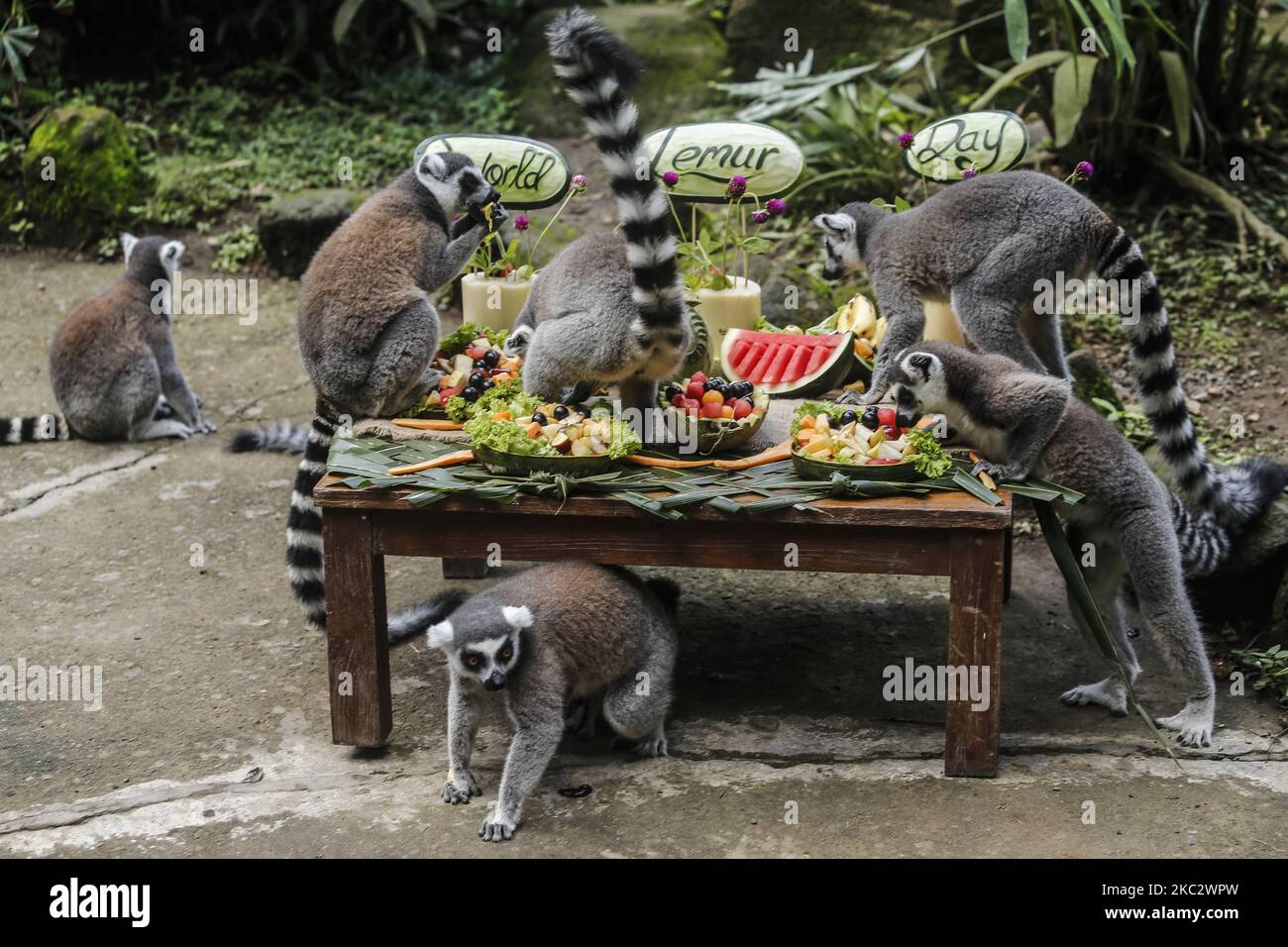 Awareness of madagascars endemic primate hi-res stock photography and ...