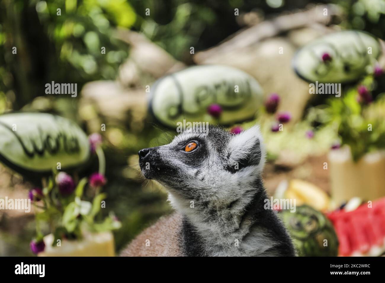 Awareness of madagascars endemic primate hi-res stock photography and ...
