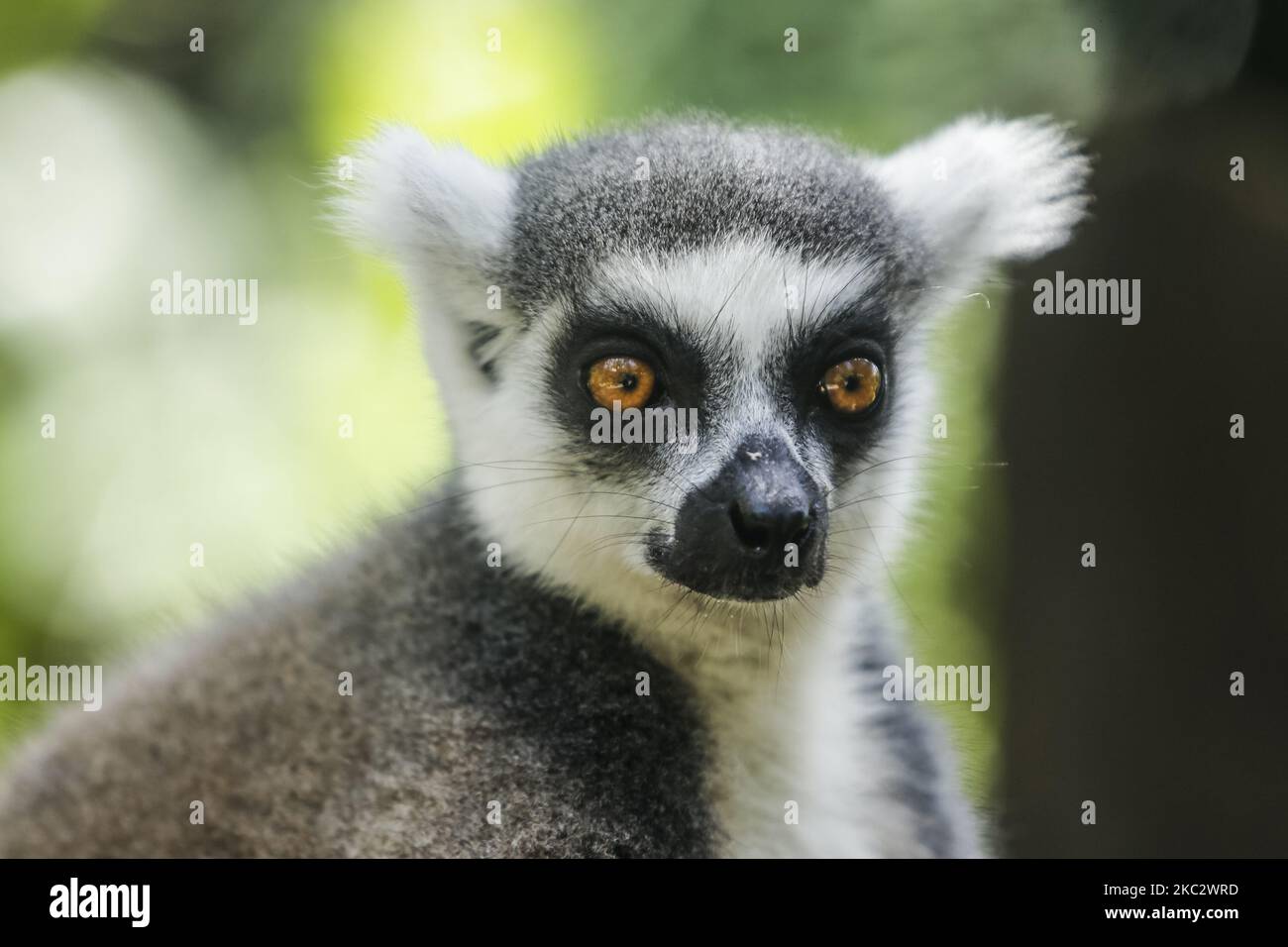 Awareness of madagascars endemic primate hi-res stock photography and ...