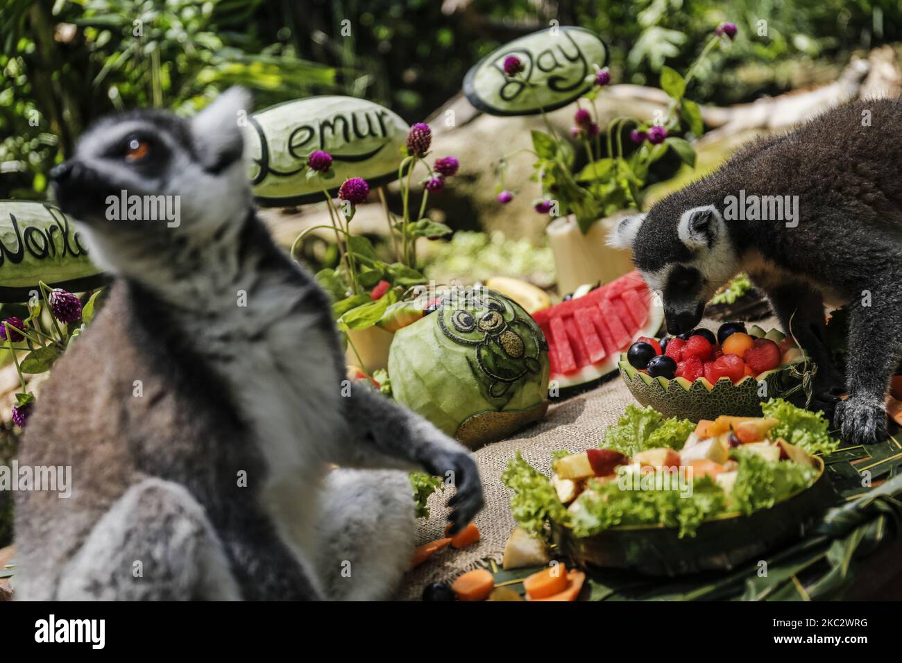 Ring tailed lemur eats fruits hi-res stock photography and images - Alamy