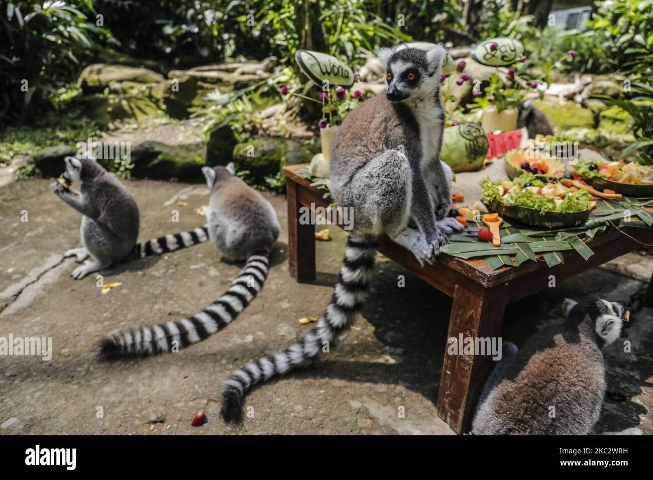 Awareness of madagascars endemic primate hi-res stock photography and ...