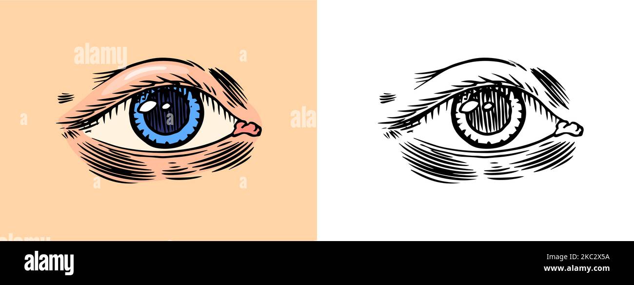 Human eye. Organs anatomy illustration. Biology. Engraved hand drawn in ...