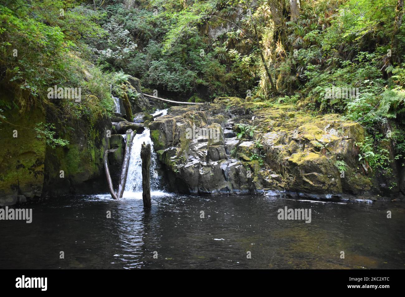 Sweet Creek Falls Waterfall along Hiking Trail Complex near Mapleton ...