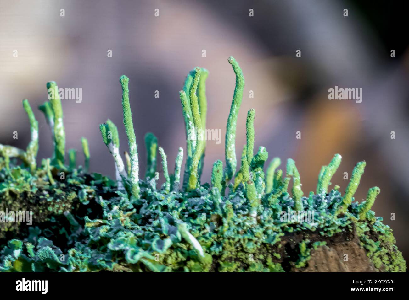 Macro shot of green lichens on a fallen tree trunk in an autumn forest ...