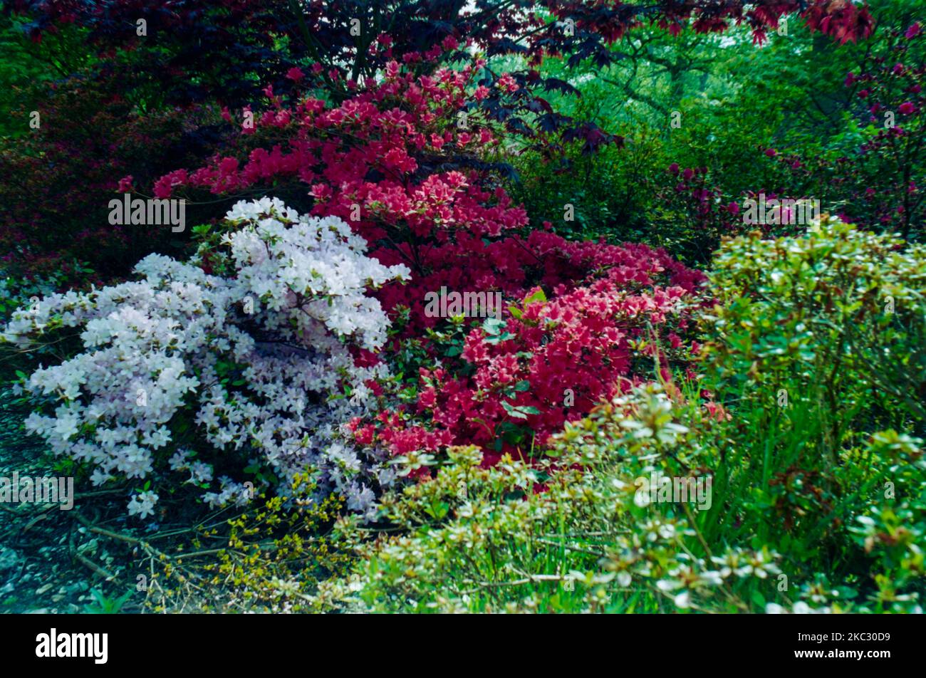 Exbury Gardens in the New Forest, shot on film in the 1990s Stock Photo ...
