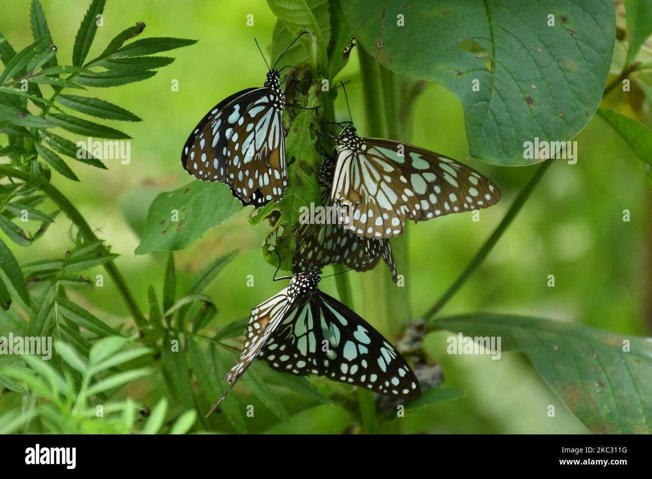 Blue Tiger (Tirumala limniace) are pictured at a park in Nagaon ...