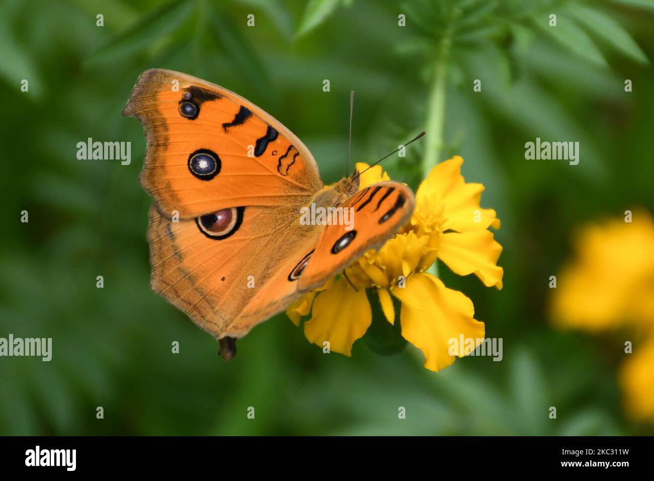 A Butterfly seen collecting nectar from a flower in a Park in Nagaon ...