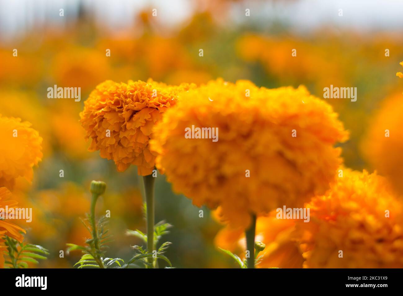 Cempasuchil flower growers hi-res stock photography and images - Alamy