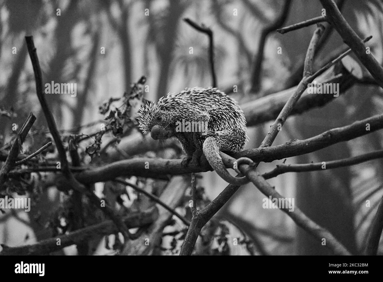 A Three-striped night monkey climbing on tree, grayscale, Papiliorama ...