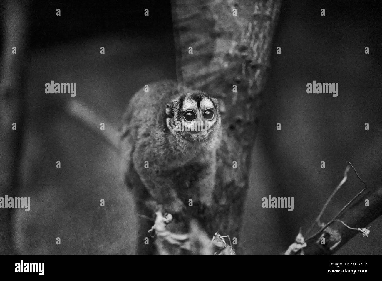 A Three-striped night monkey climbing on tree, grayscale, Papiliorama ...