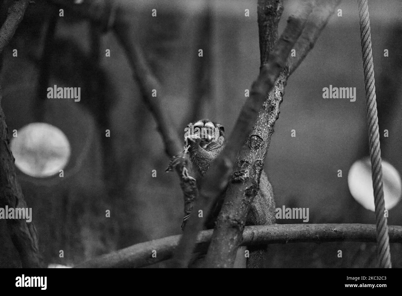 A Three-striped night monkey climbing on tree, grayscale, Papiliorama ...