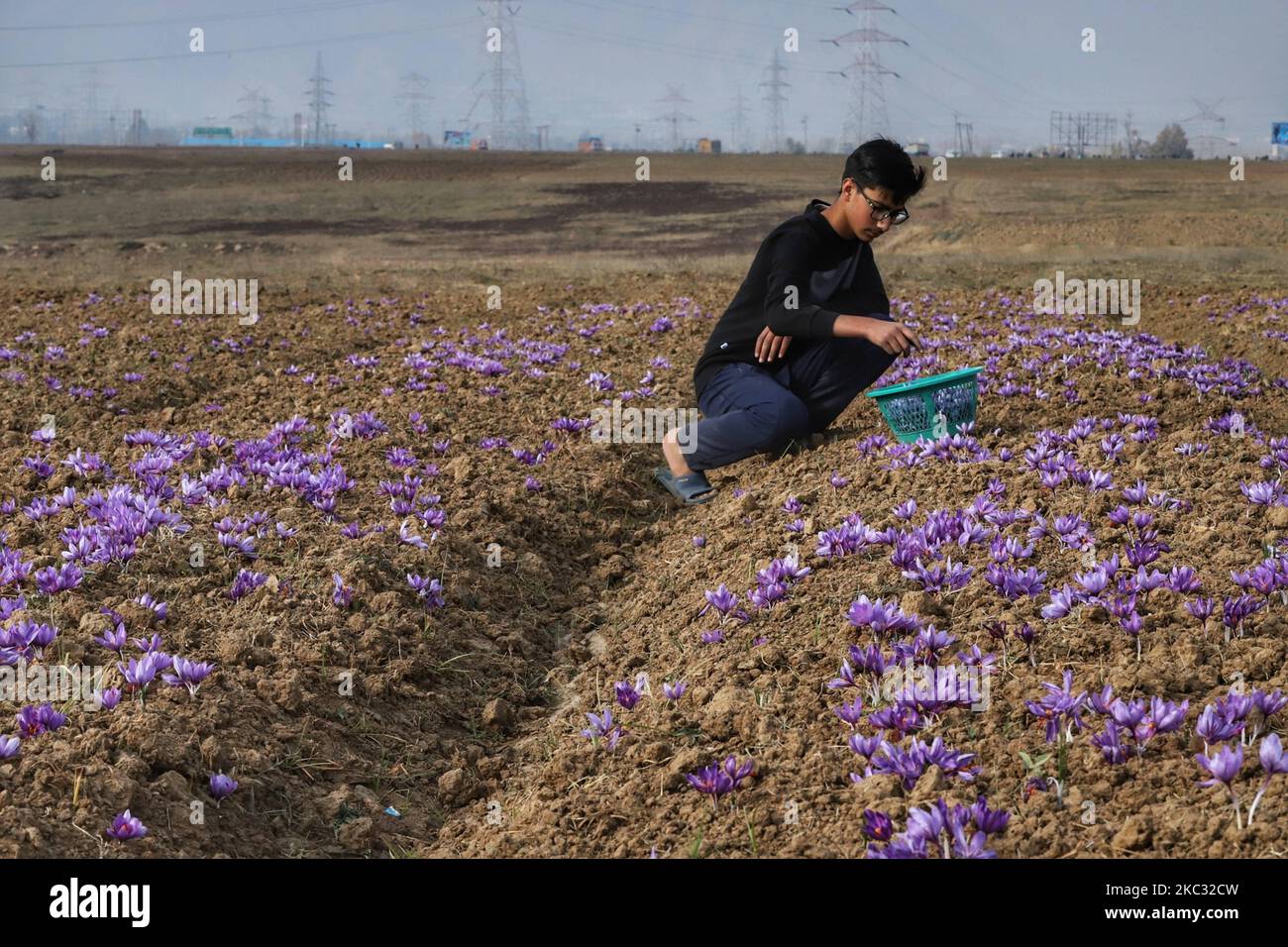 Kashmiri saffron growers collect saffron flowers from their field in ...