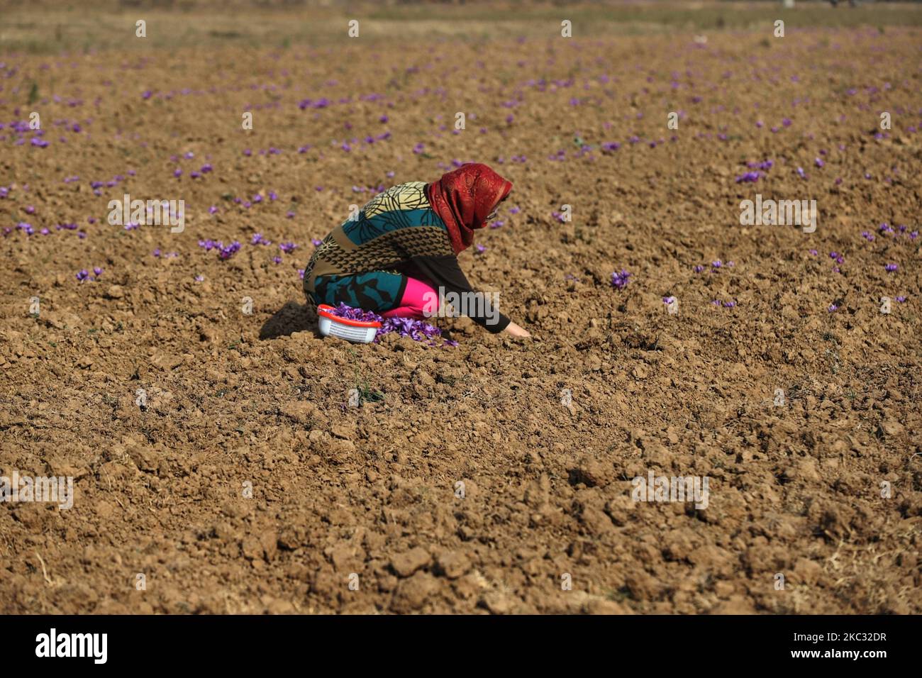 A girl collect saffron flowers from their field in Pampore, 15 km (9 ...