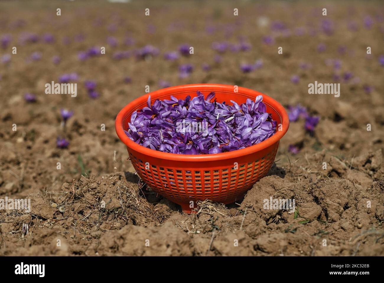 India kashmir pampore hi-res stock photography and images - Alamy