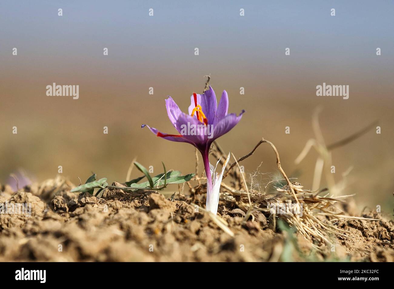 Saffron flowers bloom at a field in Pampore, 19 km south of Srinagar ...