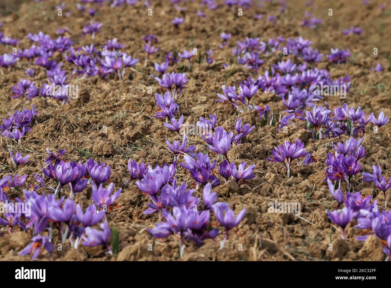 Saffron flowers bloom at a field in Pampore, 19 km south of Srinagar ...