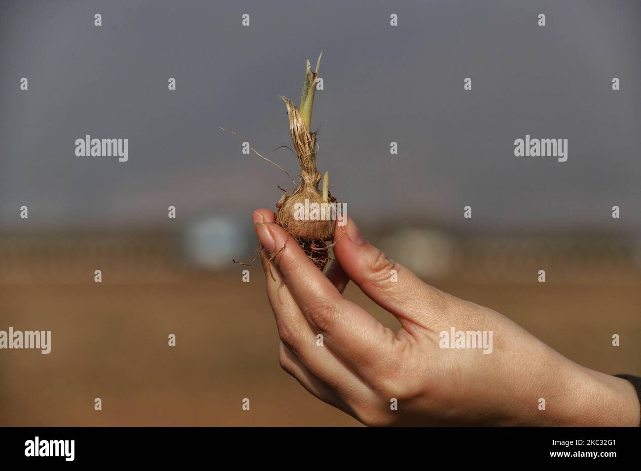 A girl shows Stem (seeds) of saffron flowers at a field in Pampore, on ...