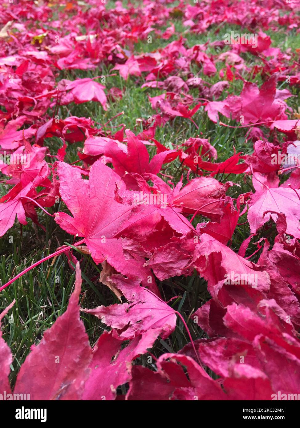 Toronto maple leafs colour hi-res stock photography and images - Alamy