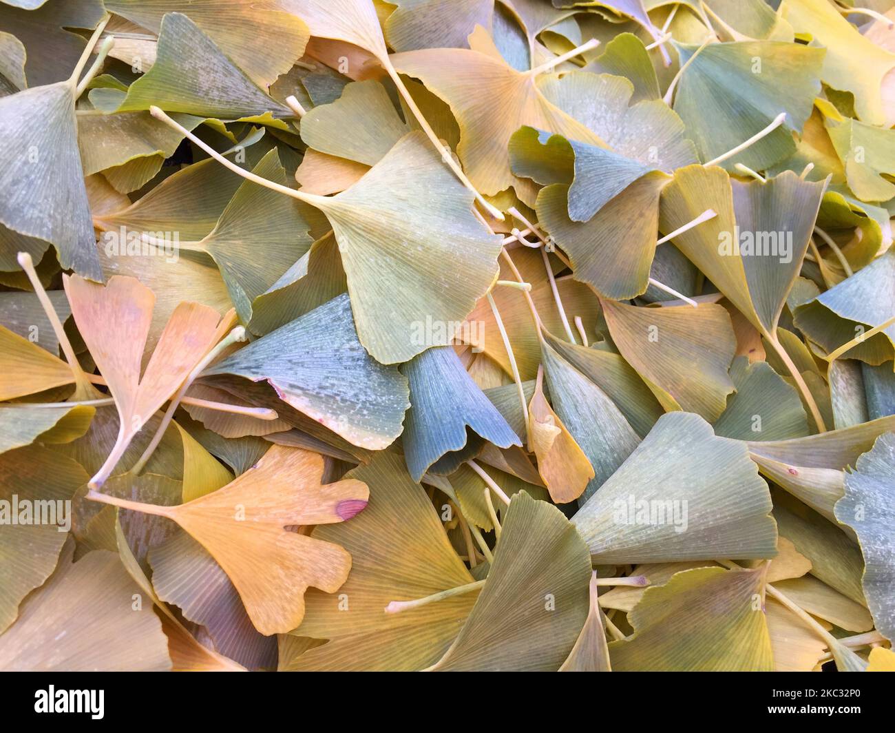 Toronto maple leafs colour hi-res stock photography and images - Alamy