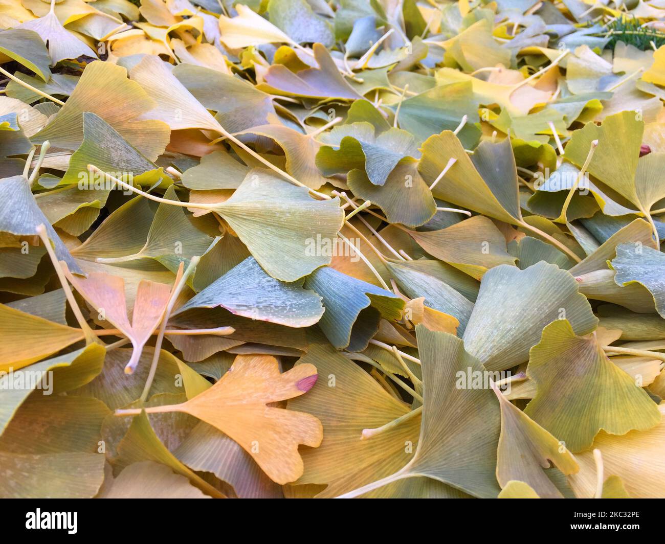Ginko leaves on the ground during the autumn season in Toronto, Ontario ...