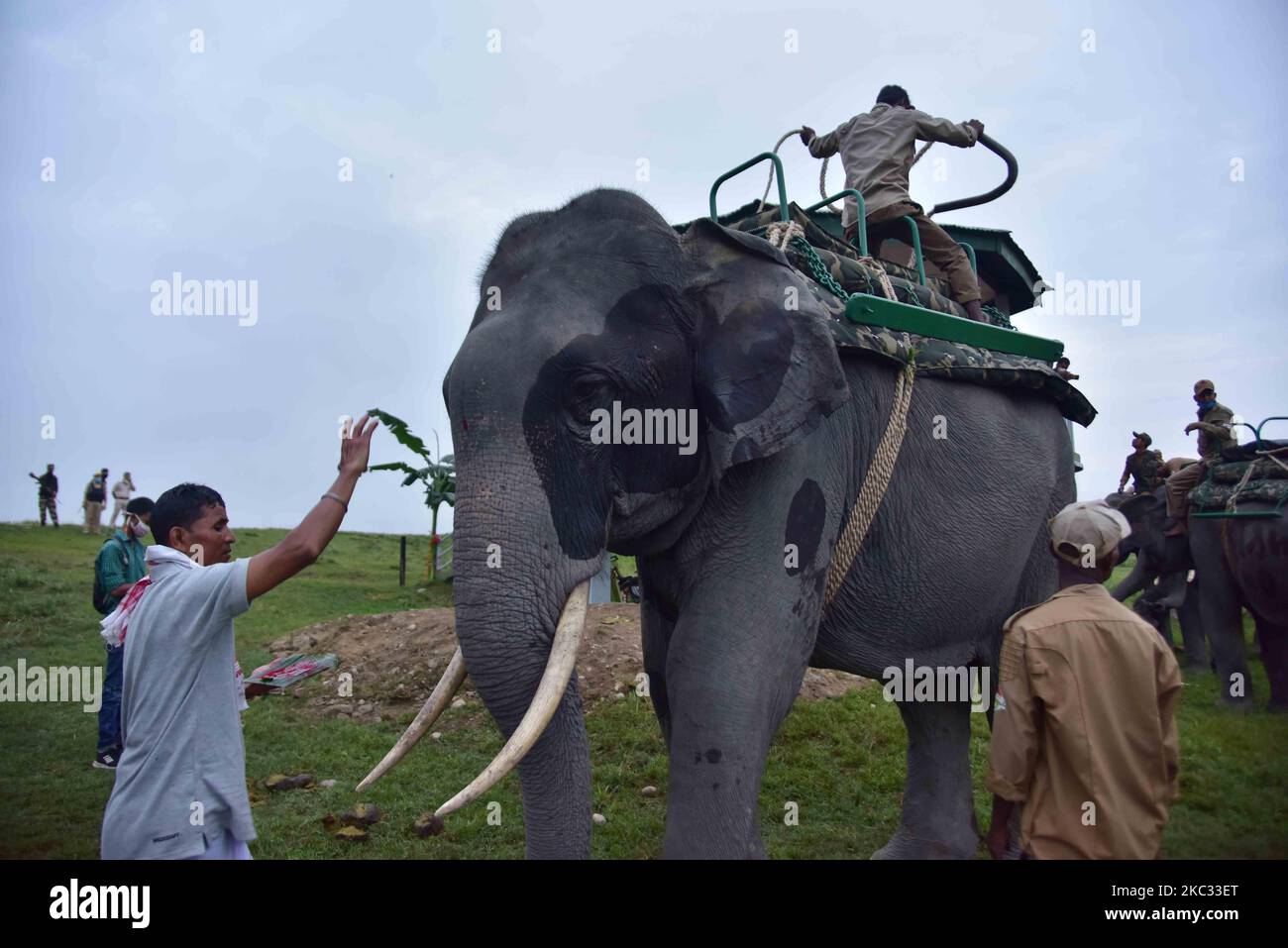 A priest puts 'tilak' on an elephant before the start of a safari ...