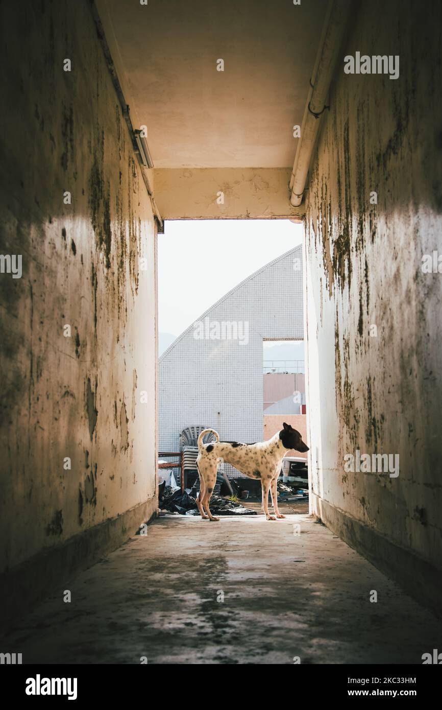 A vertical of a dog standing at the end of a narrow hallway with ...