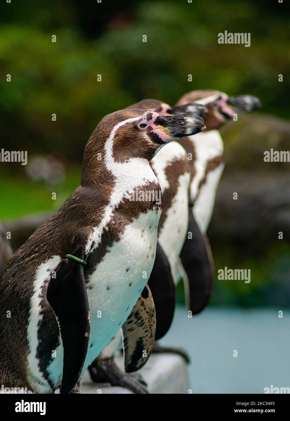 A vertical of three Humboldt penguins standing in line Stock Photo - Alamy