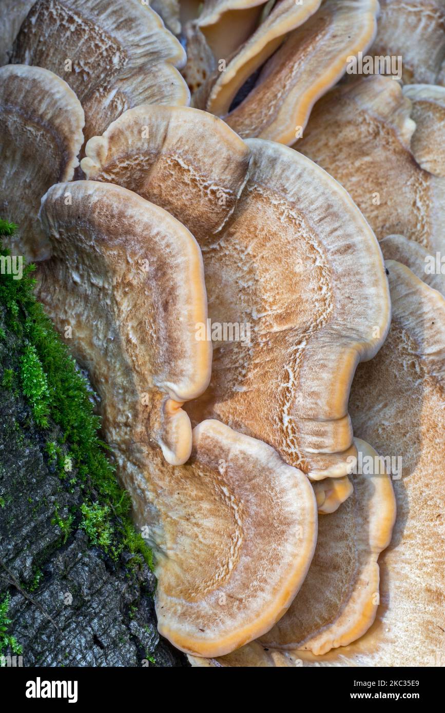 Giant Polypore Black Staining Polypore Meripilus Giganteus And