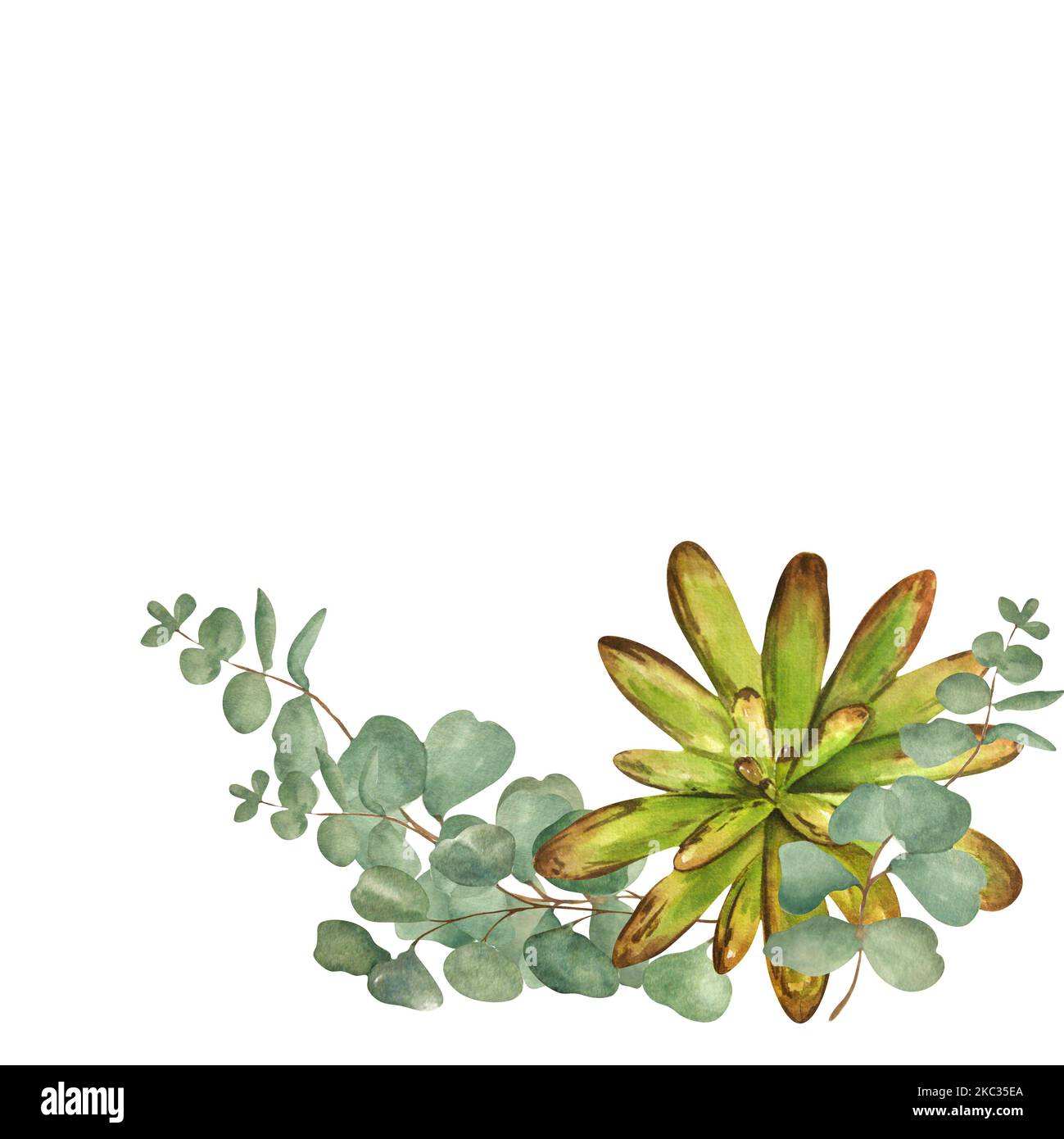 Watercolor composition of twigs of eucalyptus and succulents on a white ...