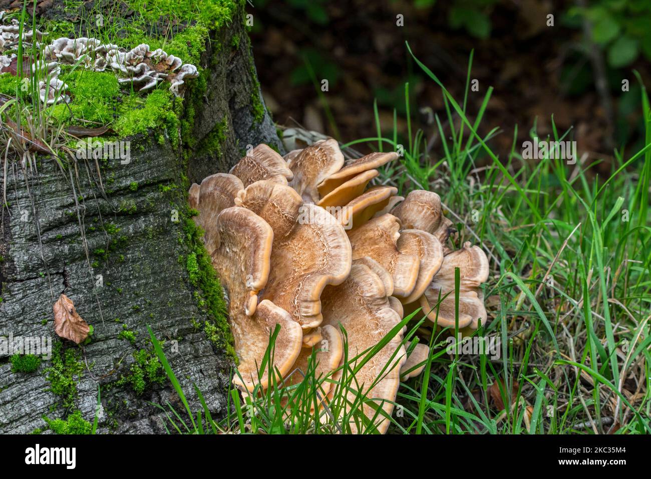 Giant polypore / black-staining polypore (Meripilus giganteus) and ...