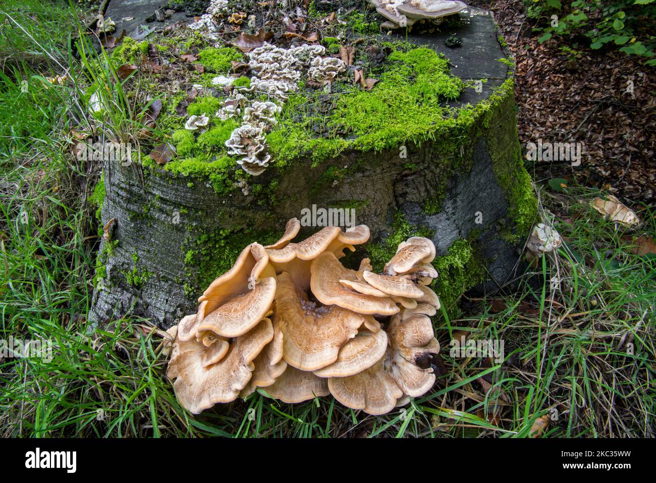 Giant polypore / black-staining polypore (Meripilus giganteus) and ...