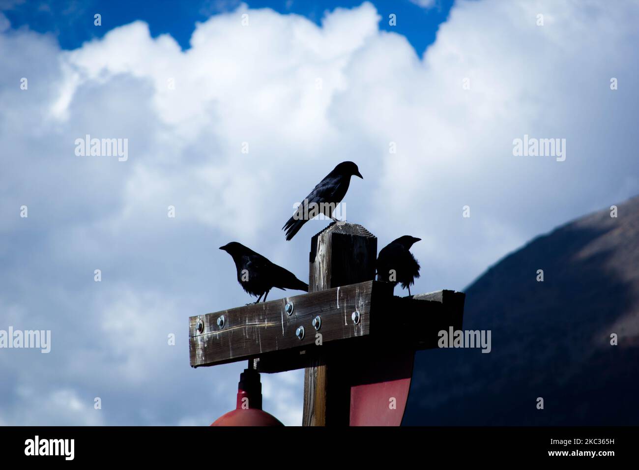 Crows and power hi-res stock photography and images - Alamy