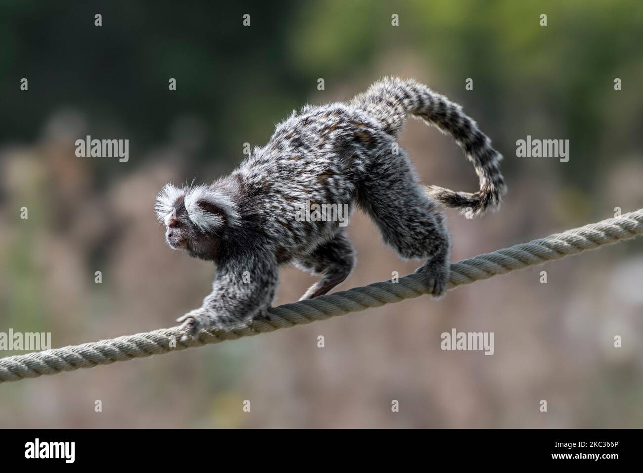 Common marmoset / white-tufted marmoset / white-tufted-ear marmoset ...