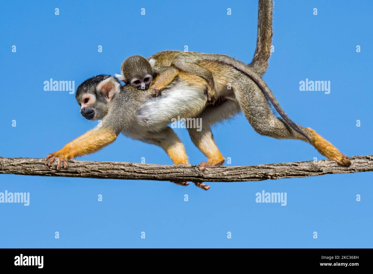 Black-capped squirrel monkey / Peruvian squirrel monkey (Saimiri ...