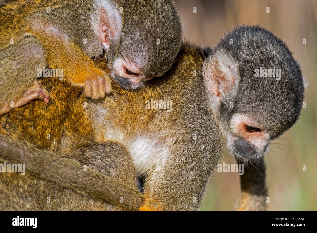 Black-capped squirrel monkey / Peruvian squirrel monkey (Saimiri ...