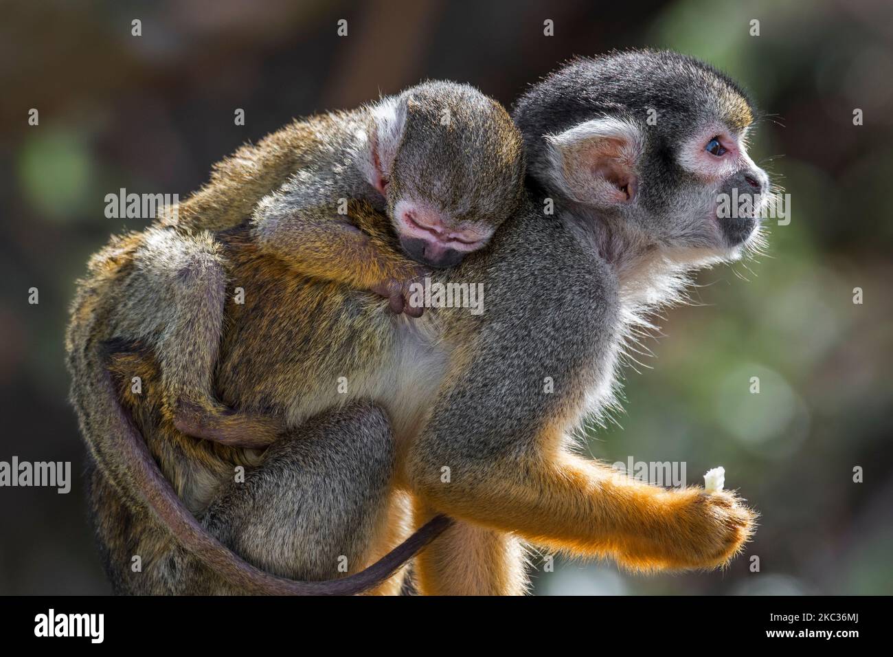 Black-capped squirrel monkey / Peruvian squirrel monkey (Saimiri ...