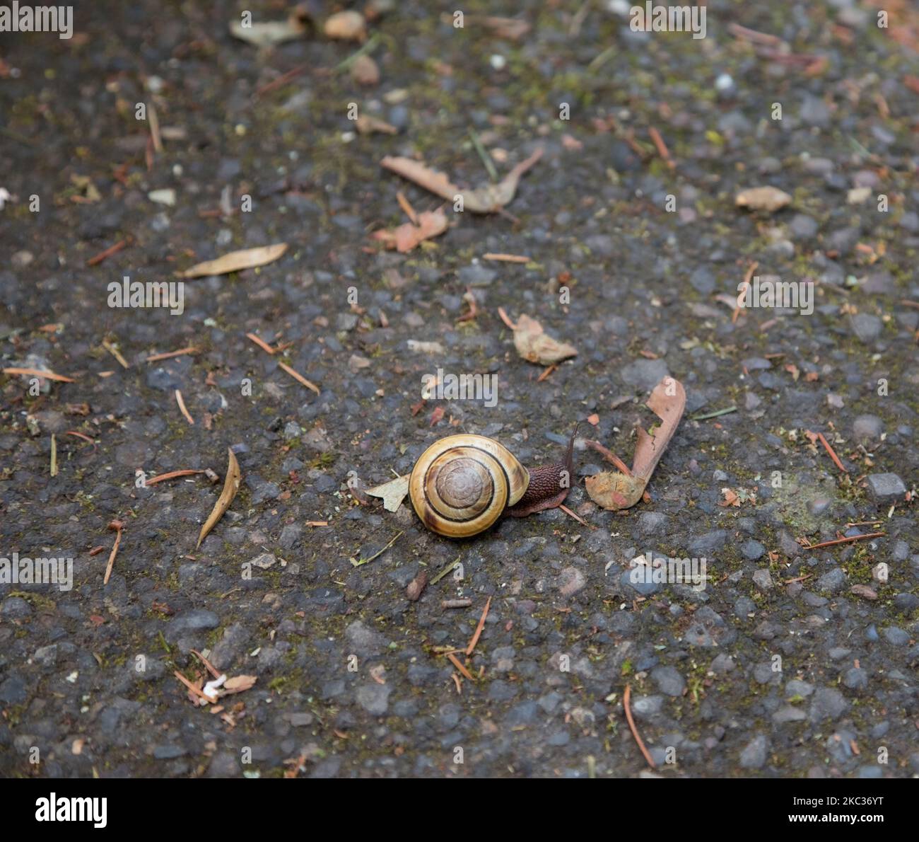 Snail creeping on path Stock Photo - Alamy