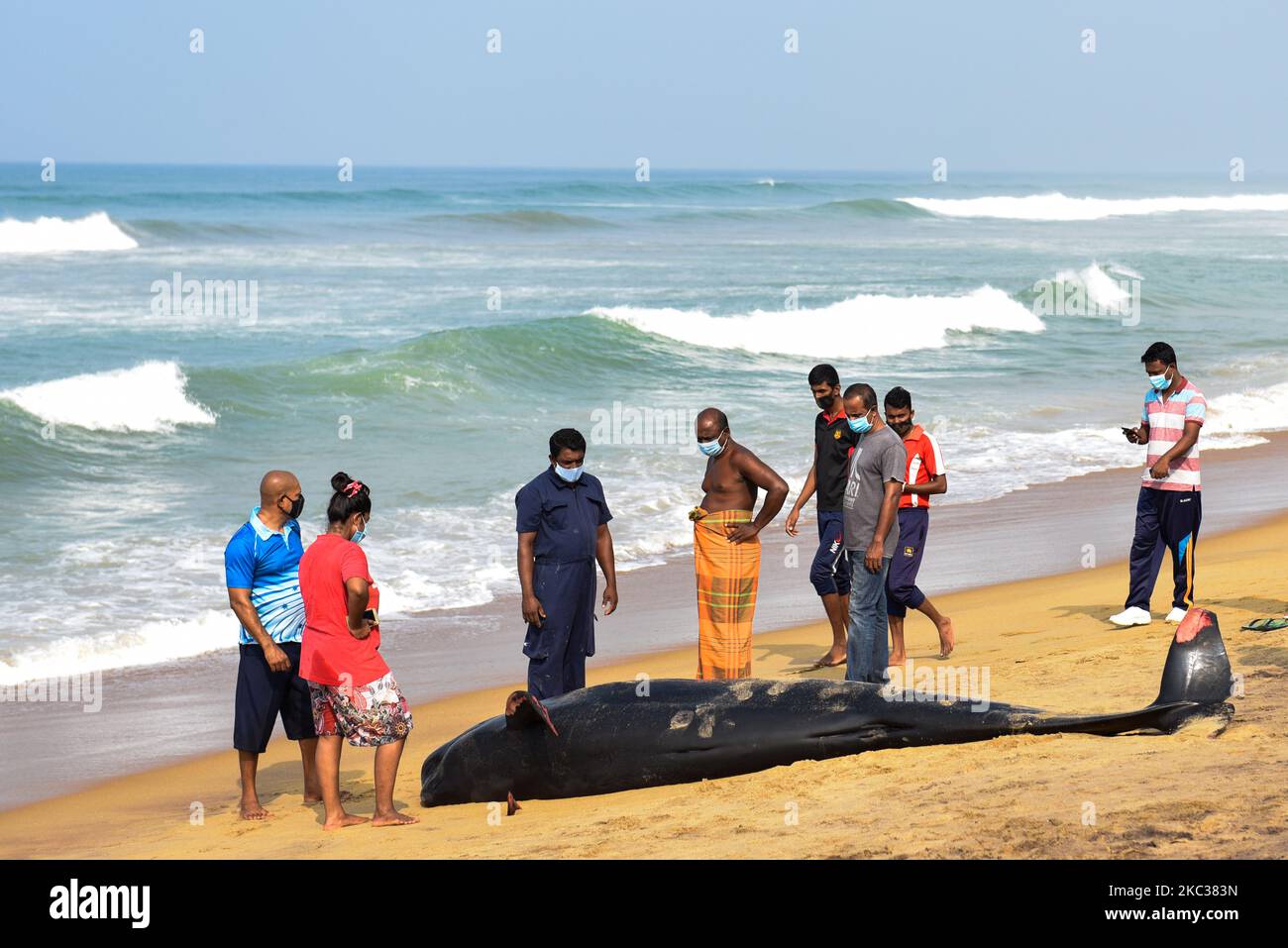 A massive rescue operation is underway to refloat over 60 Pilot Whales ...