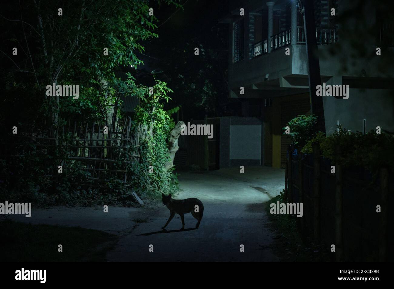 Jackal at night hi-res stock photography and images - Alamy