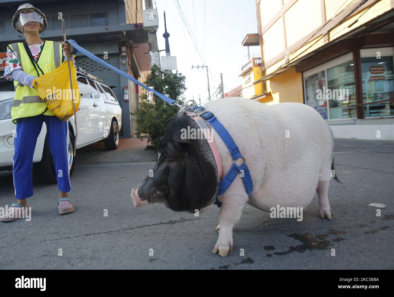 A woman pull her a big-pig for exercise at a village in Nonthaburi ...