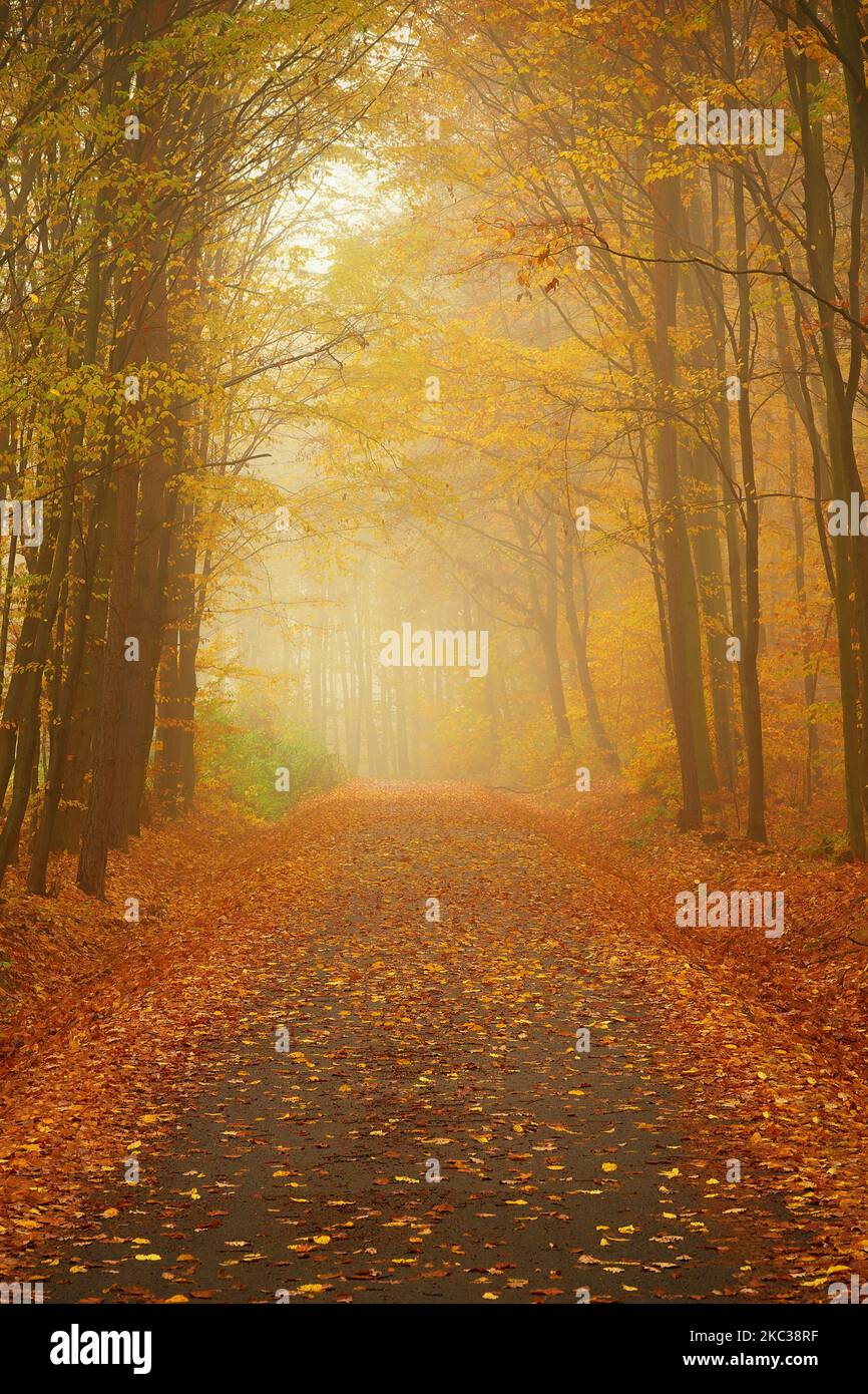 Path in the autumn landscape. Beautiful natural colorful background ...