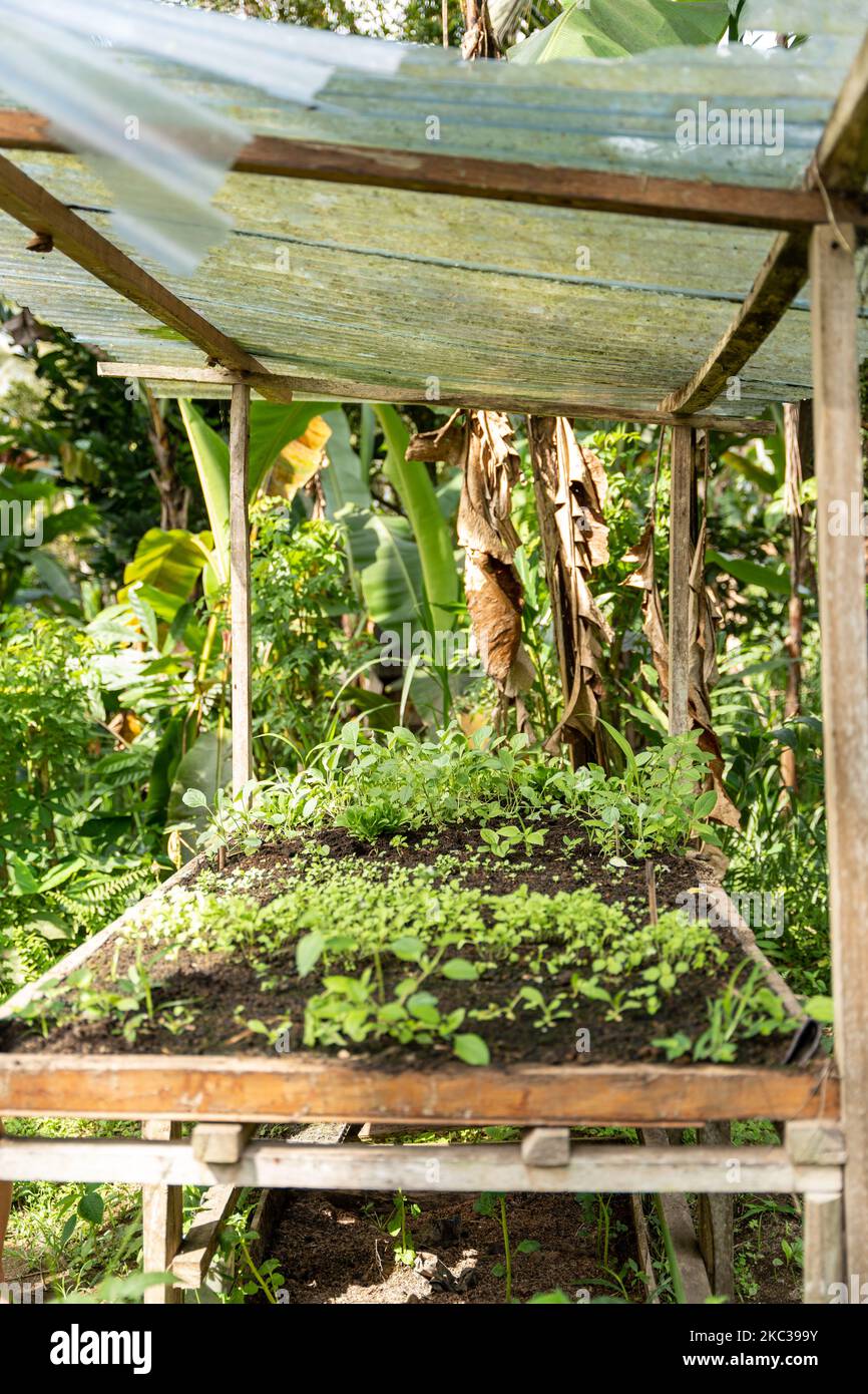 A vertical closeup of a wooden structure with plants in the jungle of ...