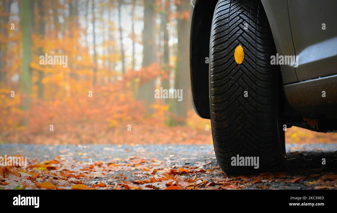 Tires with leaves and car on wet road in autumn season. Foggy and ...